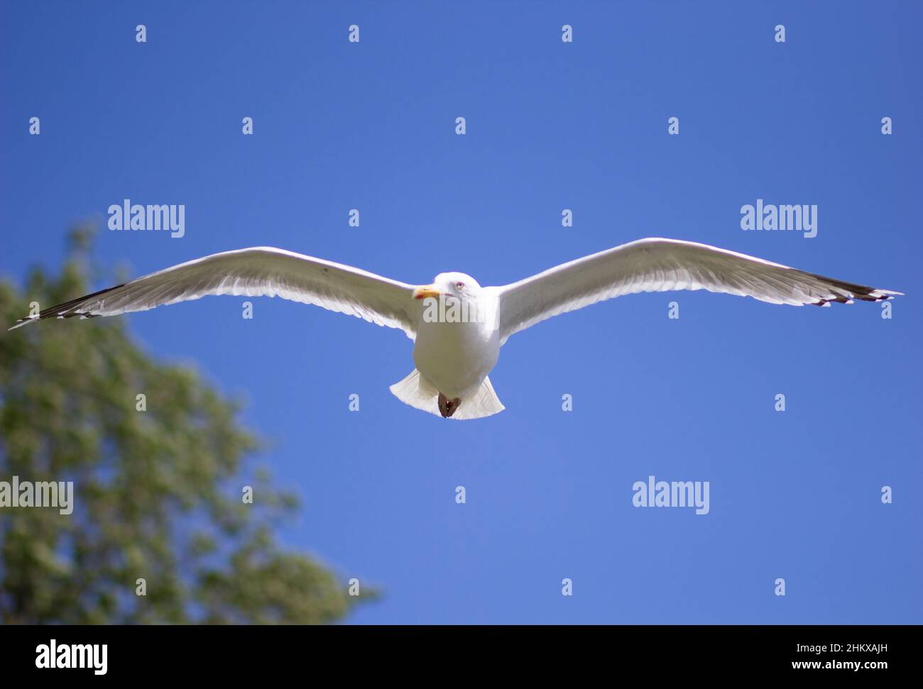 One seagull soaring highly in blue sky Stock Photo - Alamy