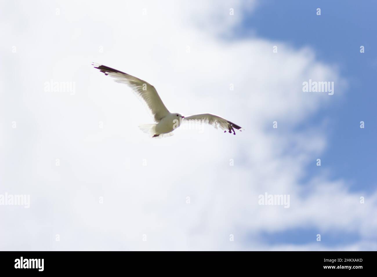 One seagull soaring highly in blue sky Stock Photo - Alamy