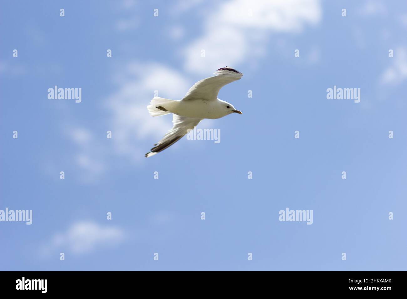 One seagull soaring highly in blue sky Stock Photo - Alamy