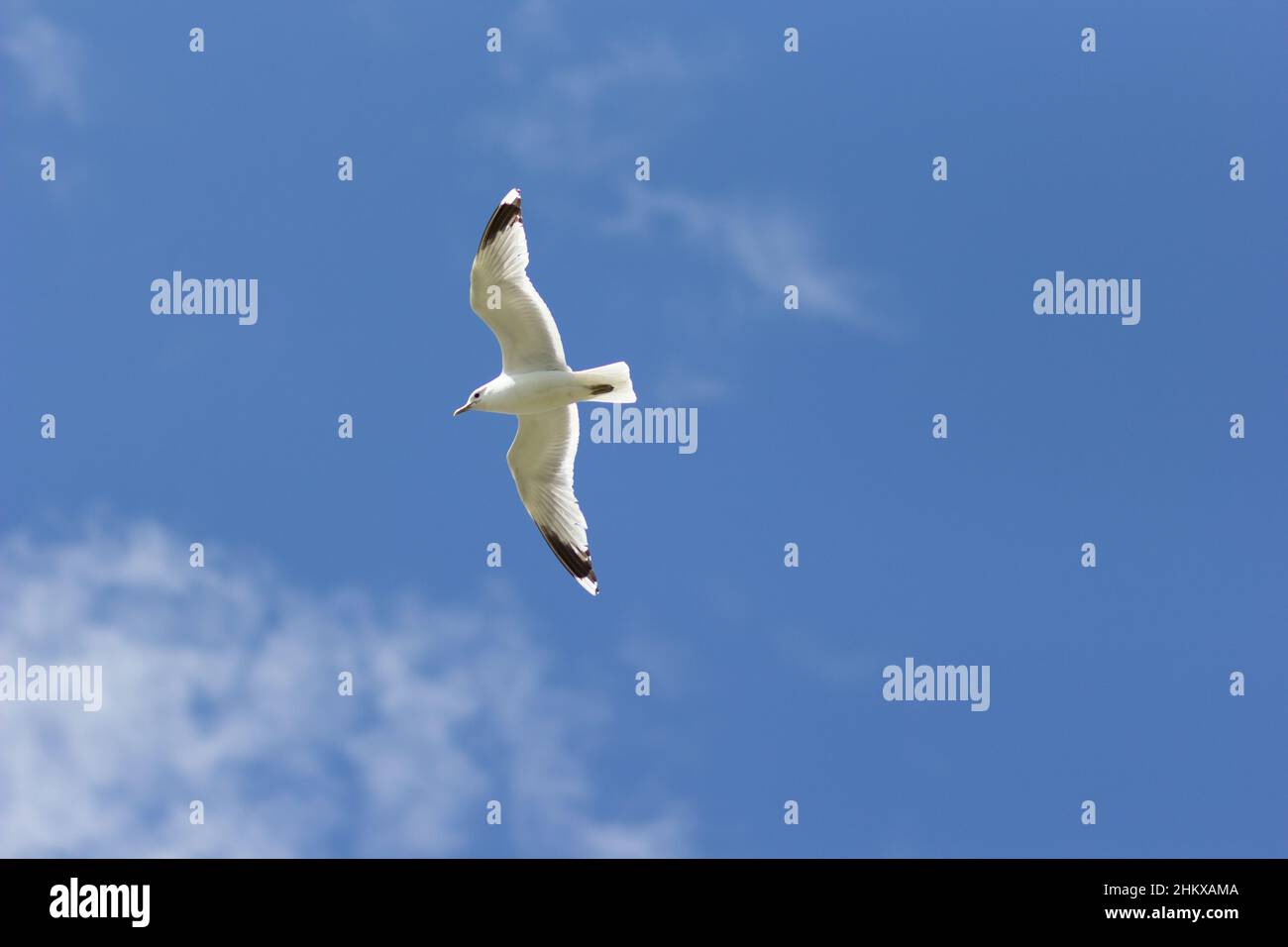 One seagull soaring highly in blue sky Stock Photo - Alamy