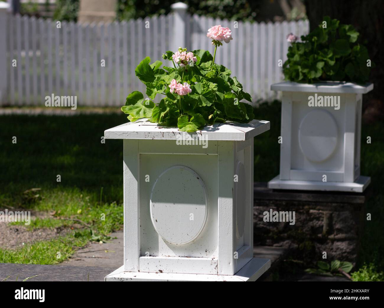 Pink geranium growing in flower bed in park Stock Photo - Alamy