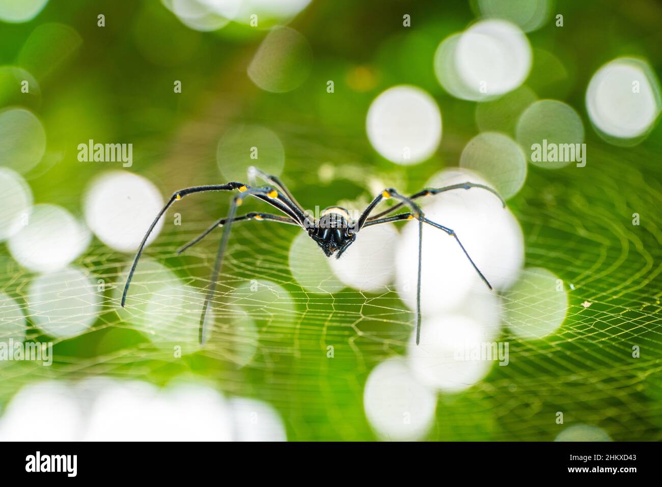 Big black spider in the wild. Black spider in its cage during the day ...