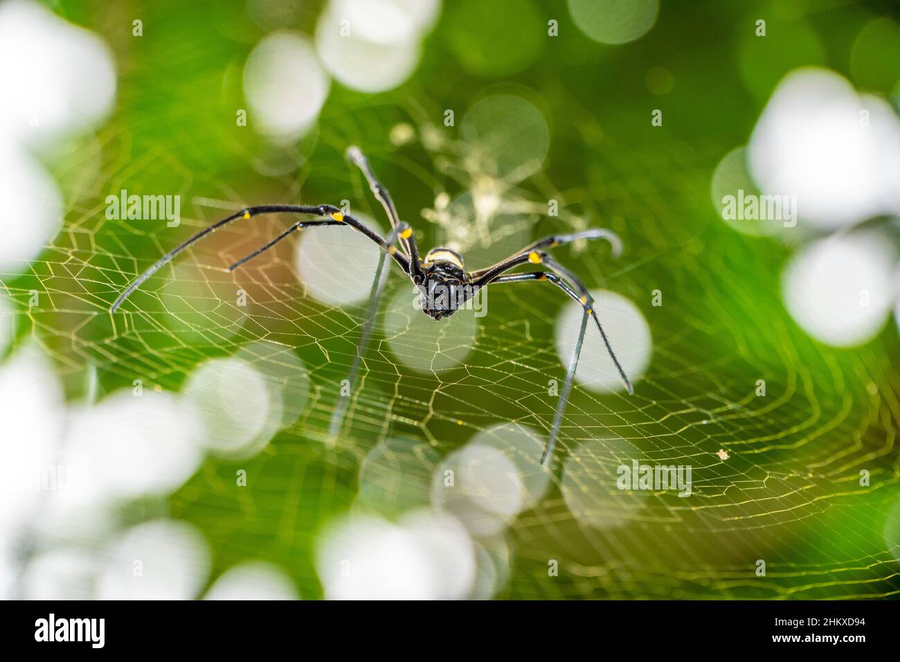 Big black spider in the wild. Black spider in its cage during the day ...