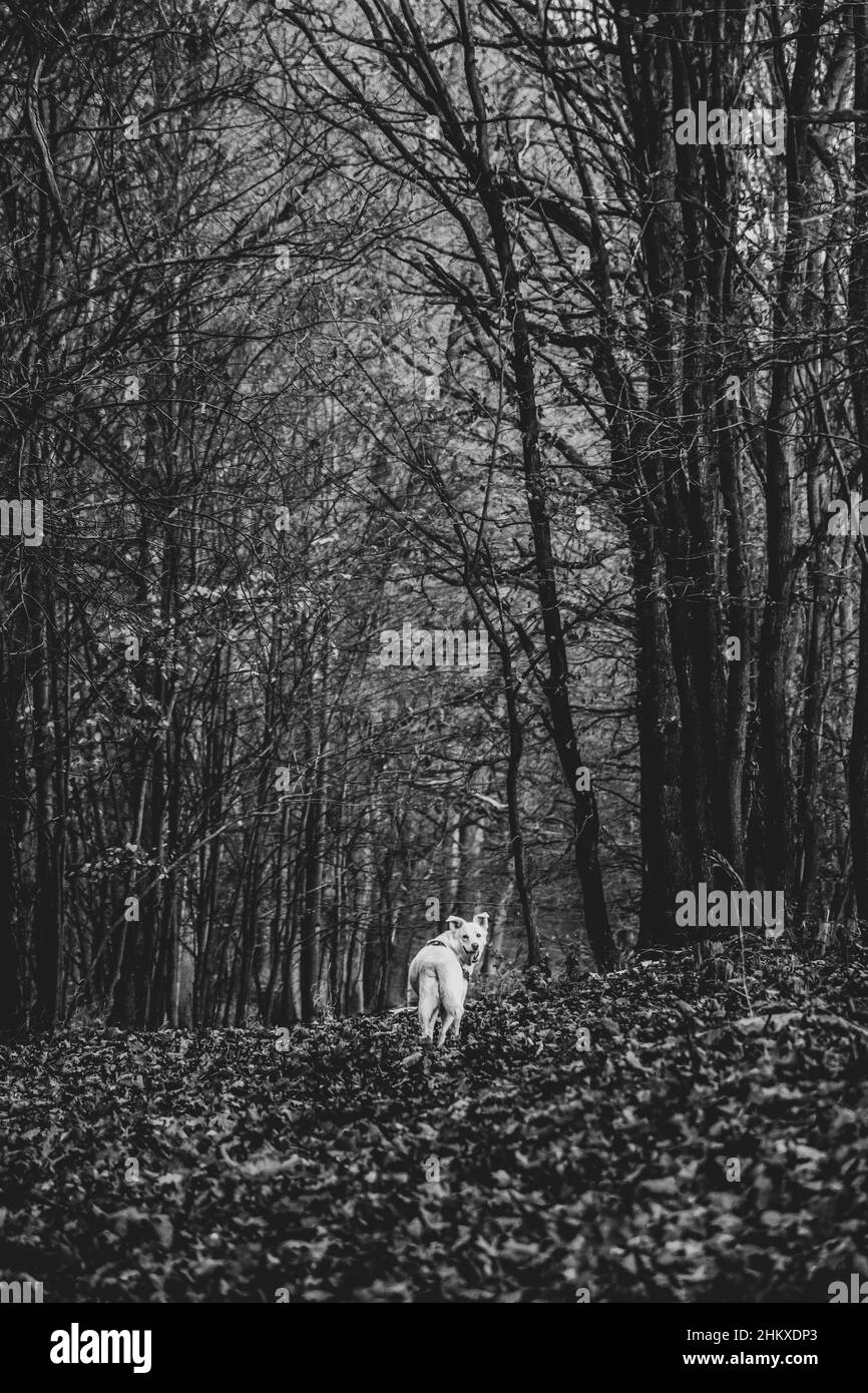 Grayscale of a dog in the forest Stock Photo - Alamy