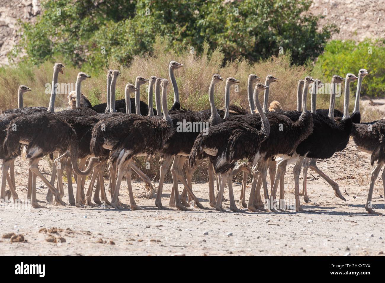 Telephoto shot of a giant group of Ostriches crossing a dirt road ...