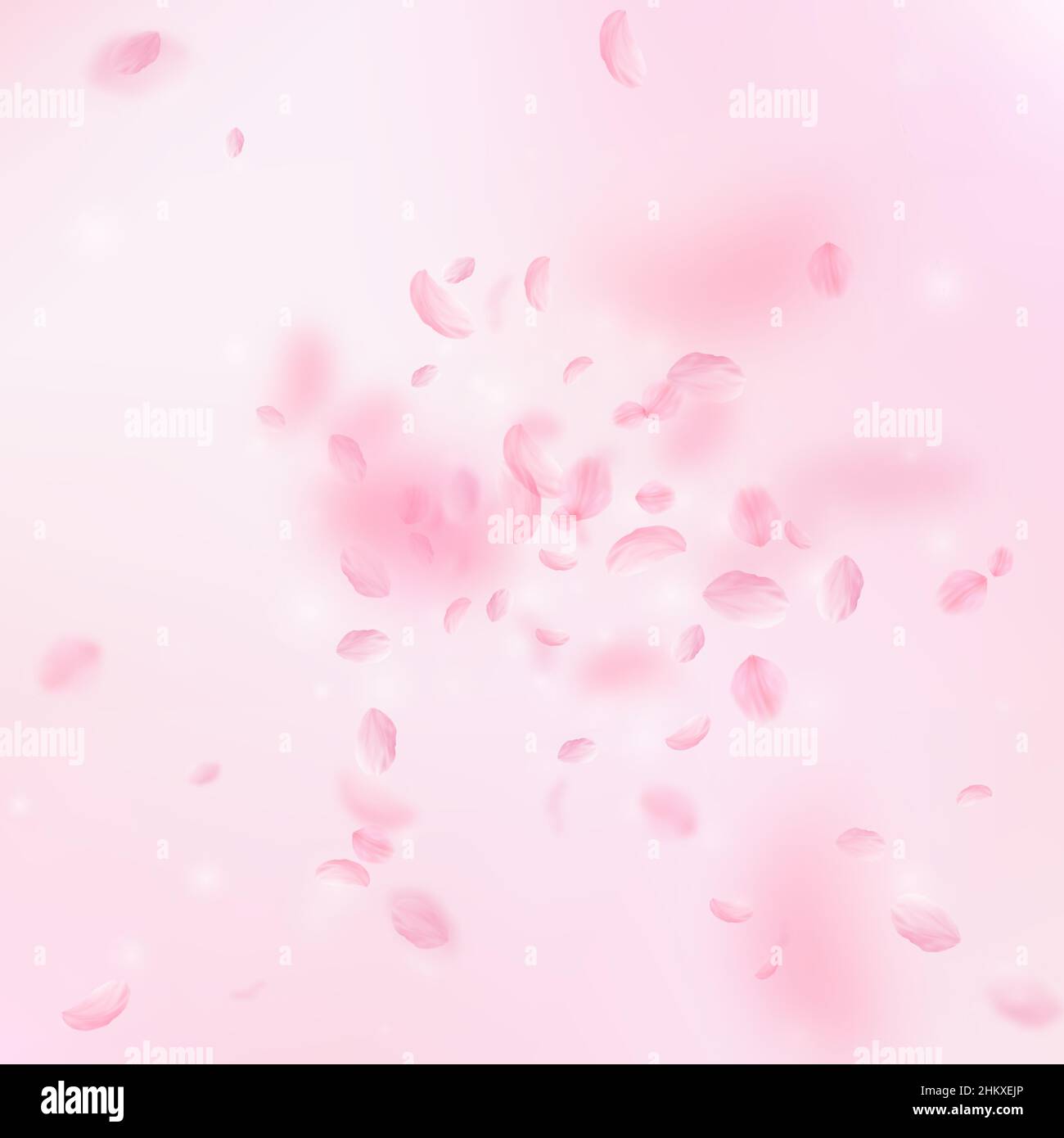 Sakura petals falling down. Romantic pink flowers explosion. Flying ...