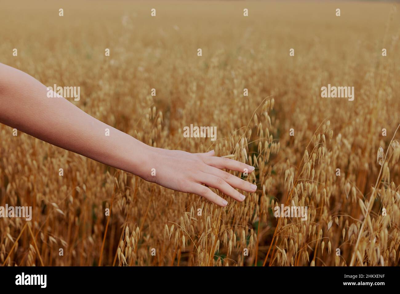 human hand wheat fields agriculture harvesting nature Stock Photo - Alamy