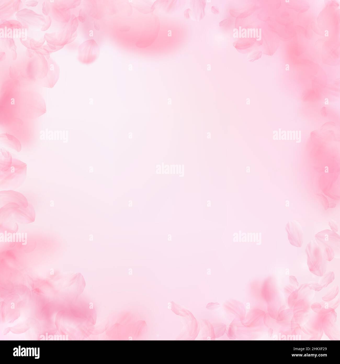 Sakura petals falling down. Romantic pink flowers vignette. Flying ...