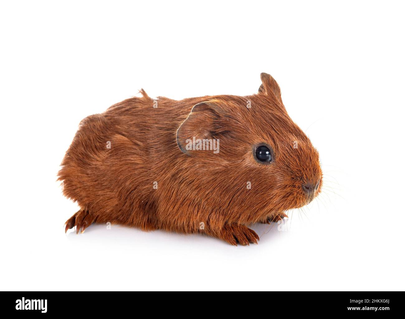 Guinea pig baby in Cut Out Stock Images & Pictures - Alamy