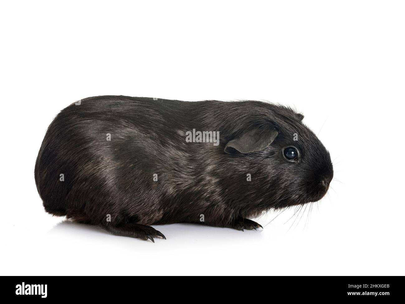 Guinea pig baby in Cut Out Stock Images & Pictures - Alamy