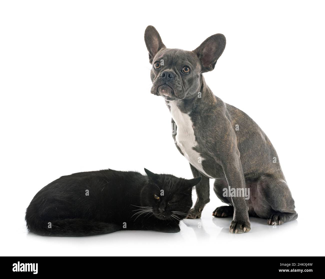 Are French Bulldogs Good With Kittens