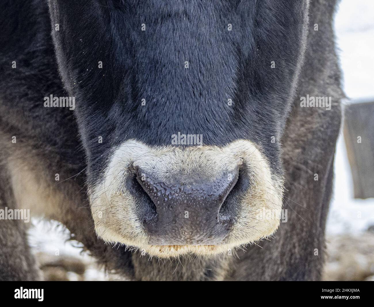 Cow nose detail close up portrait Stock Photo - Alamy