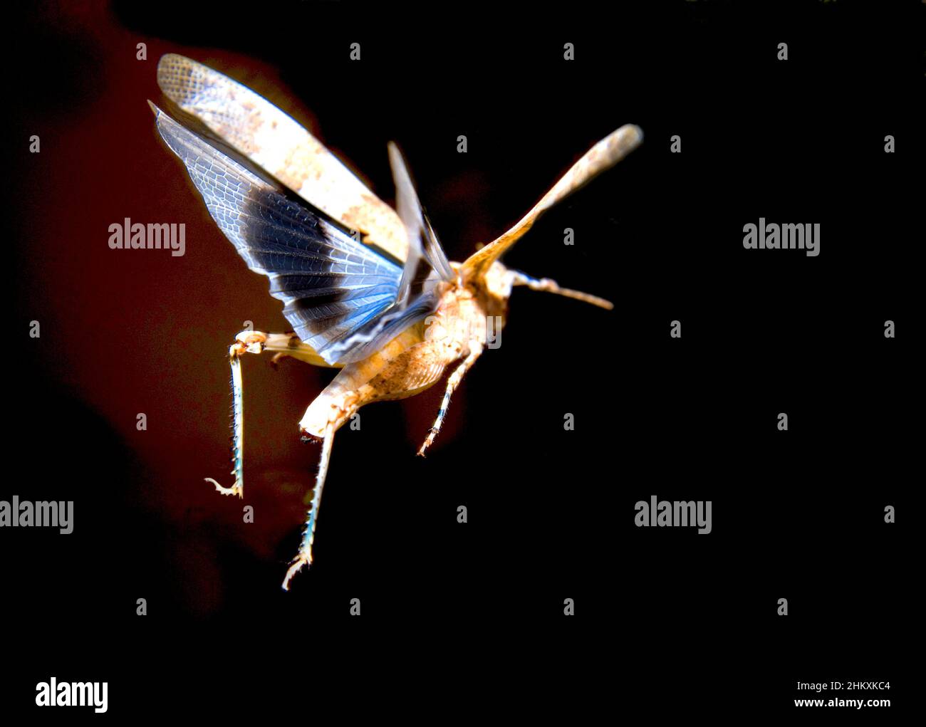 Flying grasshopper hi-res stock photography and images - Alamy