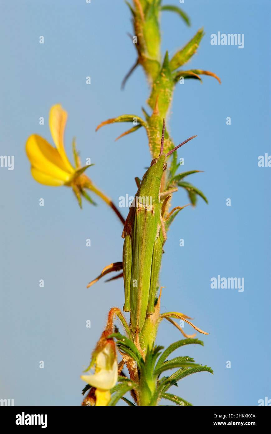 Grasshopper camouflage in closeup Stock Photo - Alamy