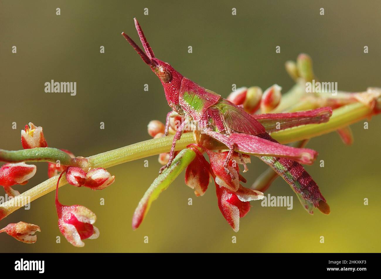 Flying Grasshopper High Resolution Stock Photography and Images - Alamy