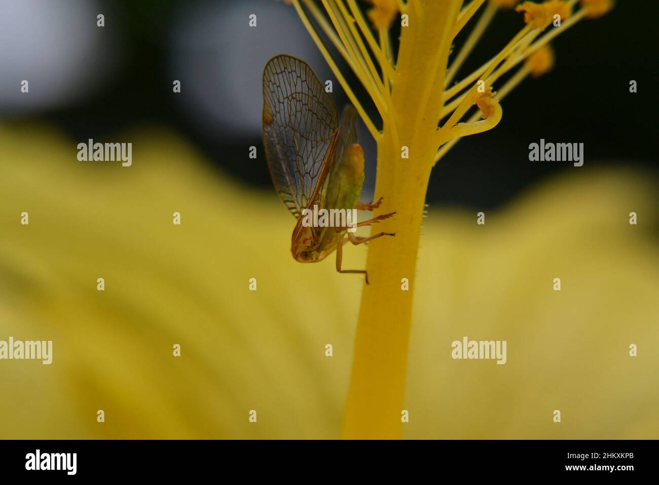 Closeup of a common green lacewing on a stem Stock Photo - Alamy
