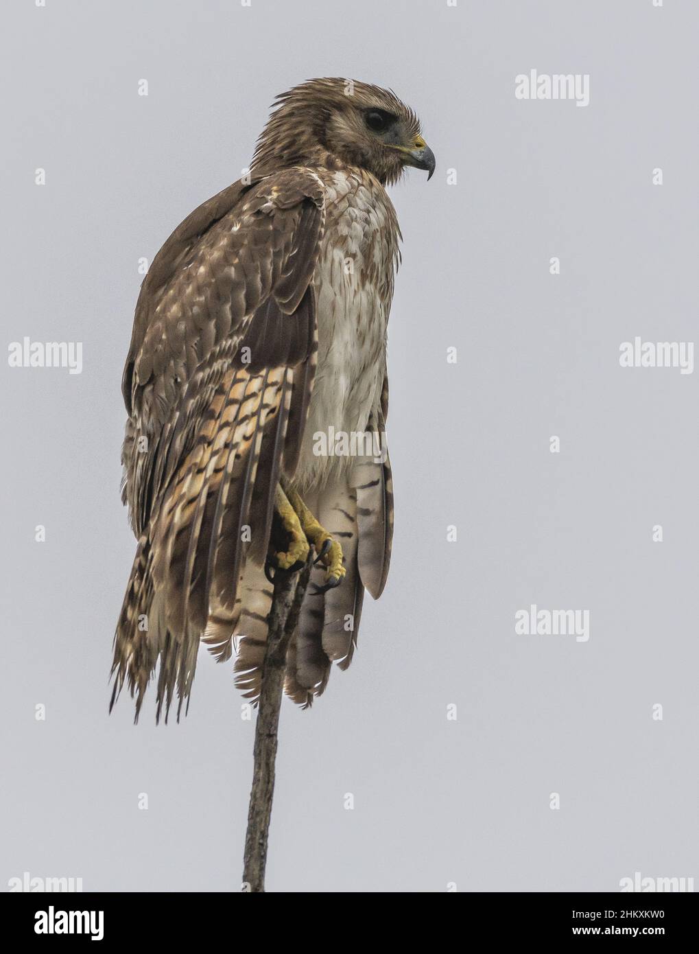 Closeup vertical shot of a hawk resting on the branch on the gray ...