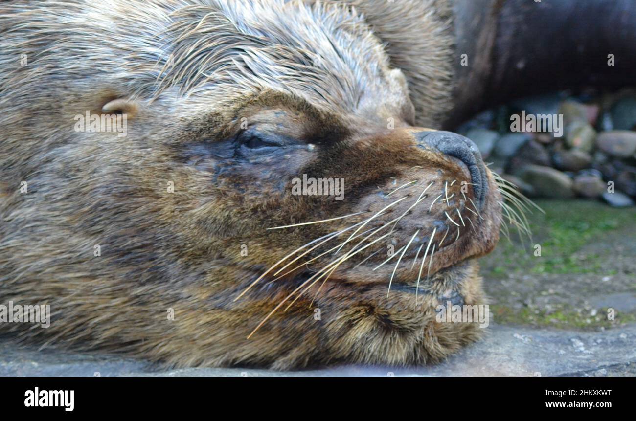 Closeup of a Northern fur seal laying on the ground Stock Photo - Alamy