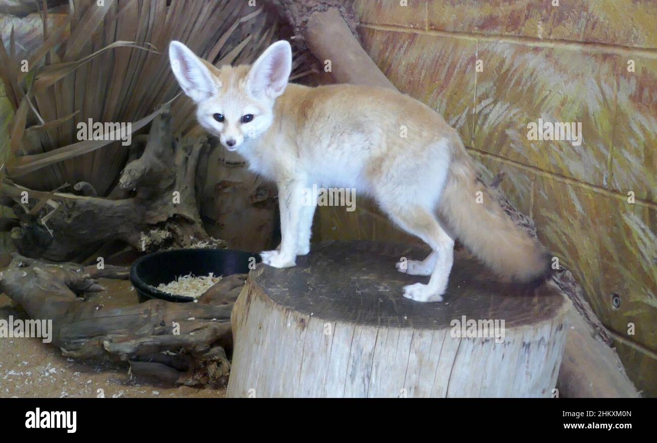 Los Angeles, California, USA 21st January 2022 A Fennec Fox at the LA ...