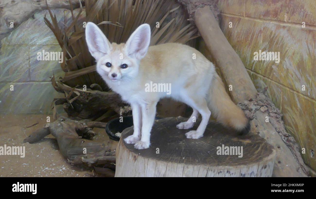 Los Angeles, California, USA 21st January 2022 A Fennec Fox at the LA ...