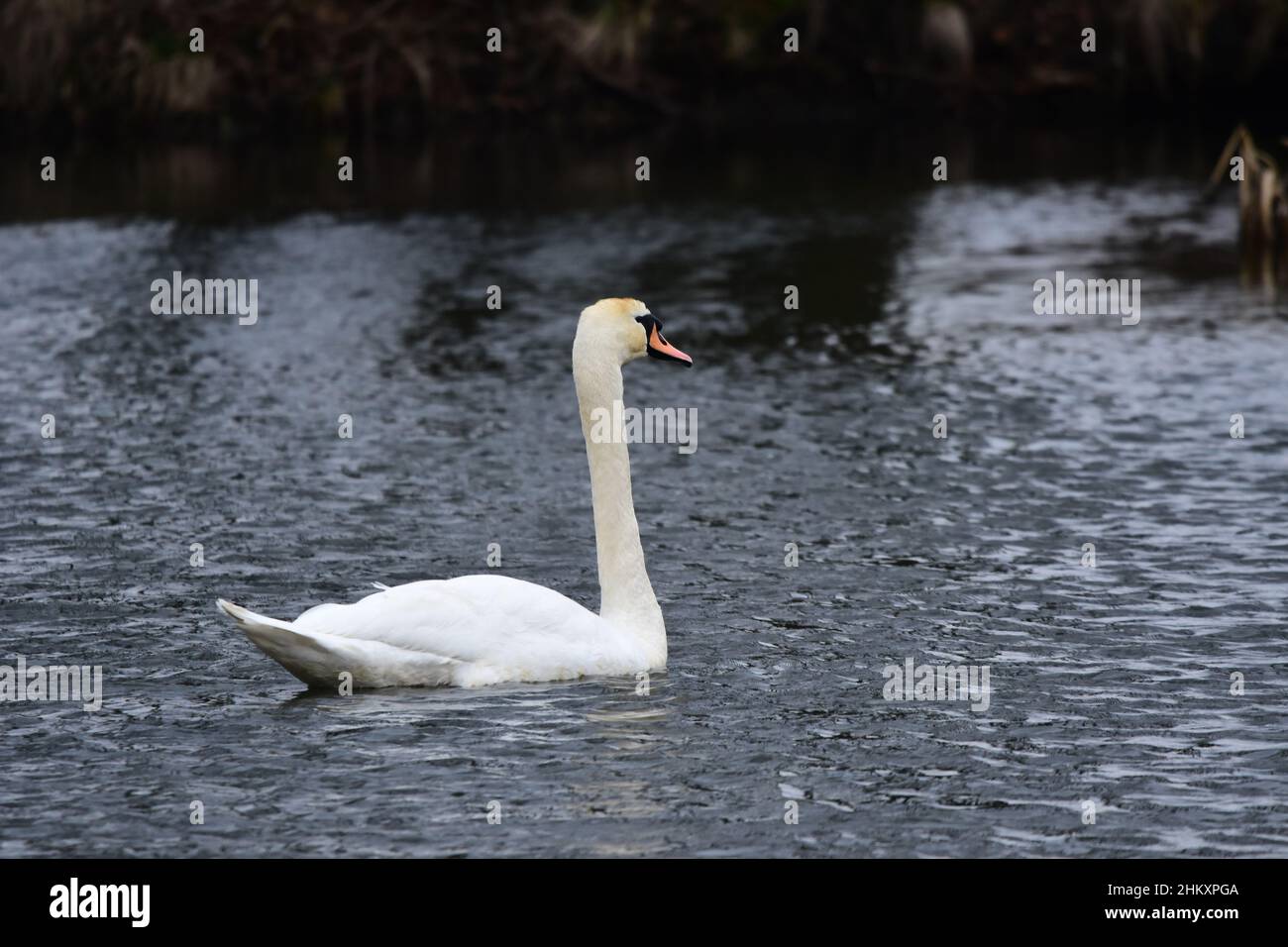 Mute swan swimming on the lake, river. A snow-white bird with a long ...