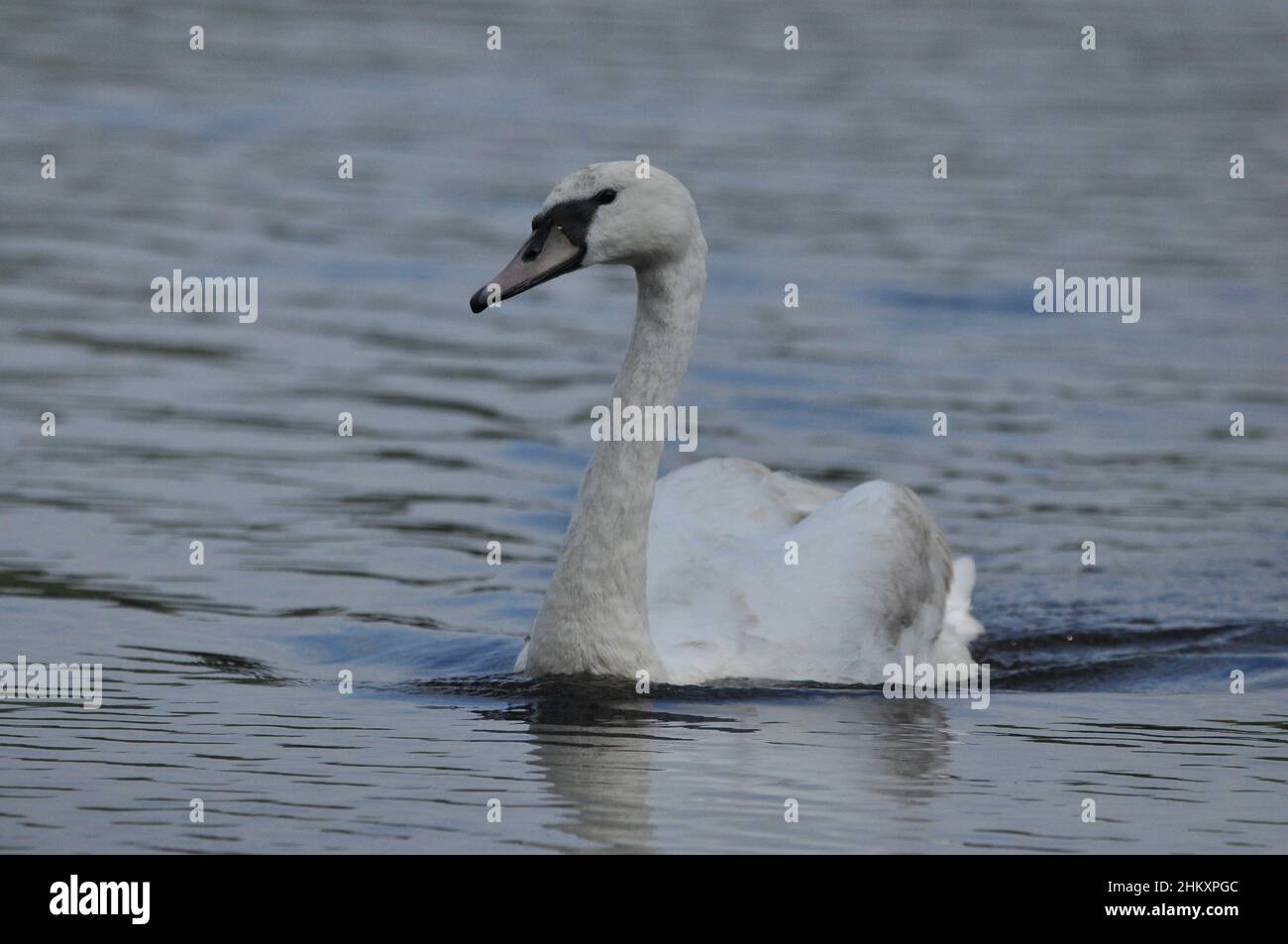 Mute swan swimming on the lake, river. A snow-white bird with a long ...