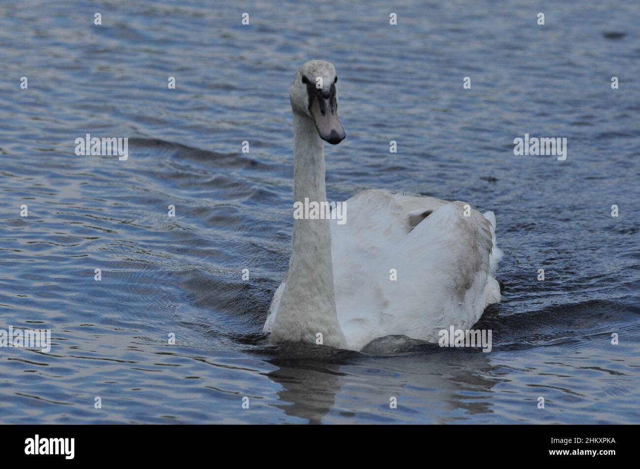 Mute swan swimming on the lake, river. A snow-white bird with a long ...