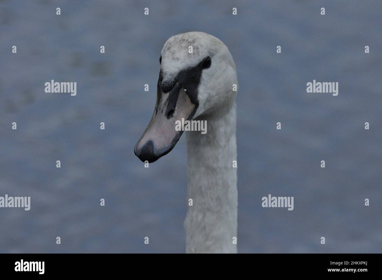 Mute swan swimming on the lake, river. A snow-white bird with a long ...