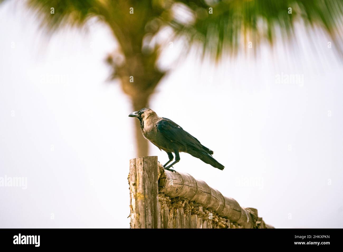 Closeup of a bird hi-res stock photography and images - Alamy