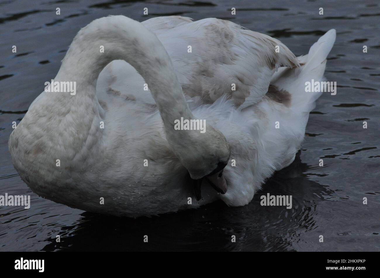 Mute swan swimming on the lake, river. A snow-white bird with a long ...