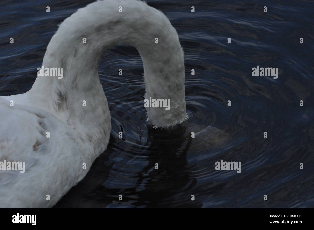 Mute swan swimming on the lake, river. A snow-white bird with a long ...