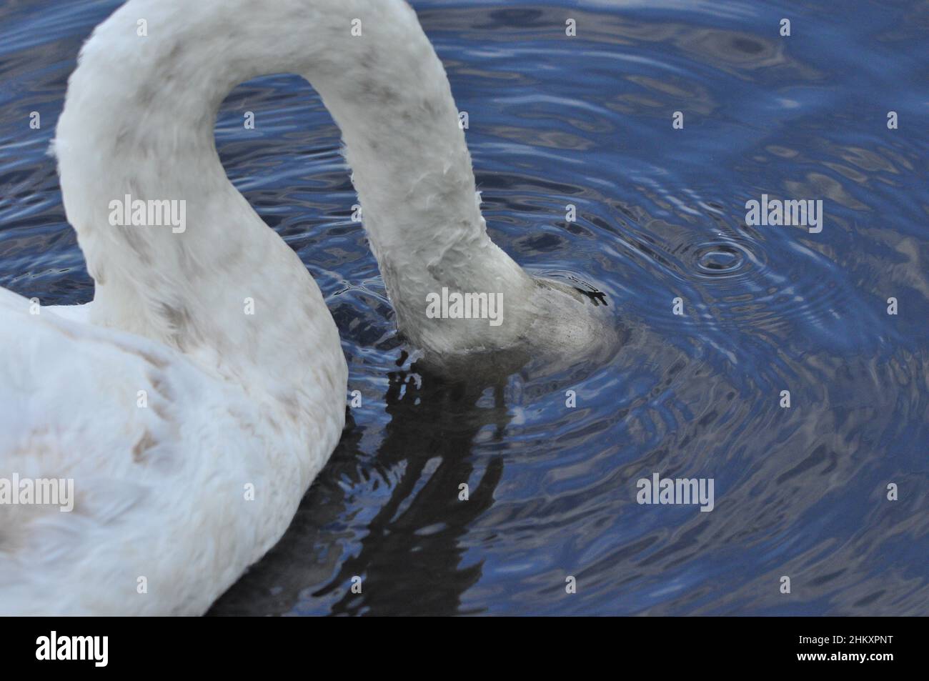 Mute swan swimming on the lake, river. A snow-white bird with a long ...
