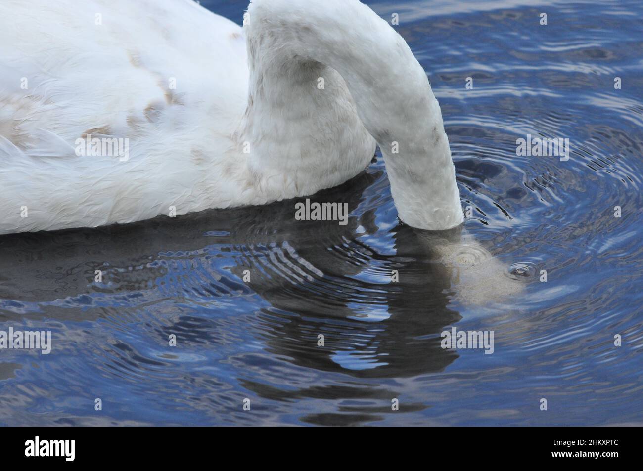 Mute swan swimming on the lake, river. A snow-white bird with a long ...