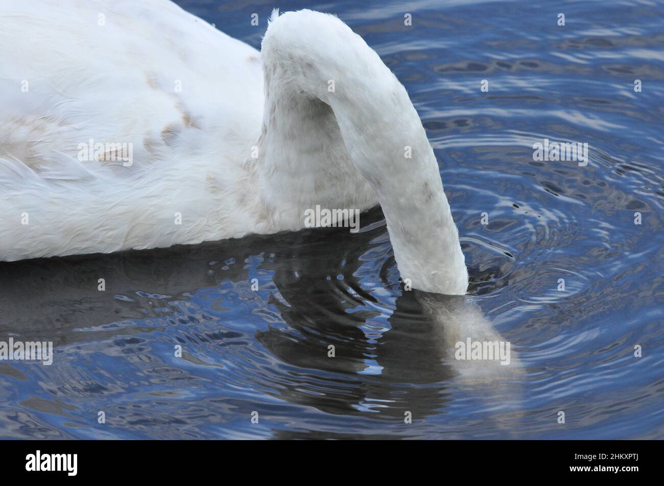 Mute swan swimming on the lake, river. A snow-white bird with a long ...