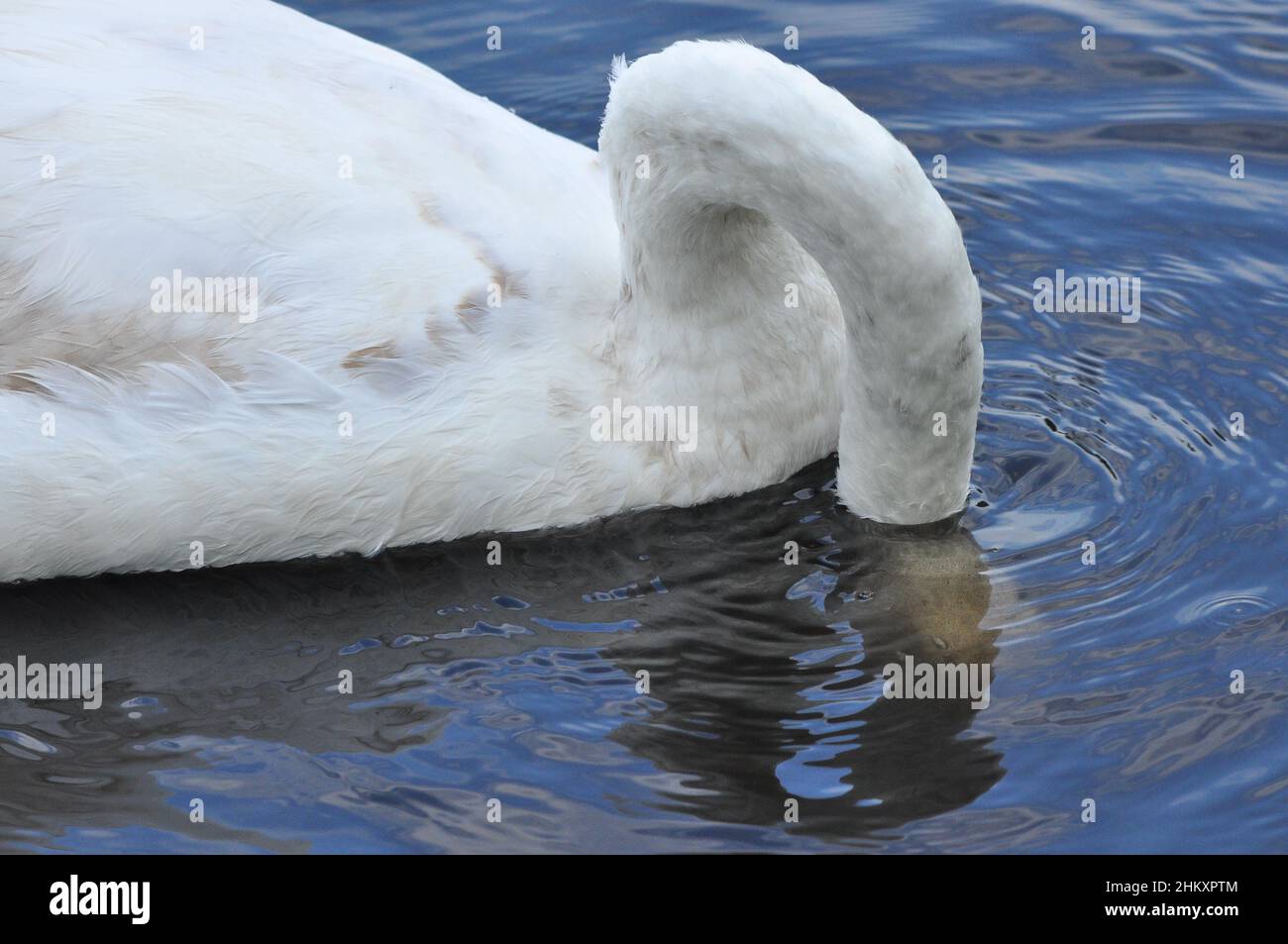 Mute swan swimming on the lake, river. A snow-white bird with a long ...