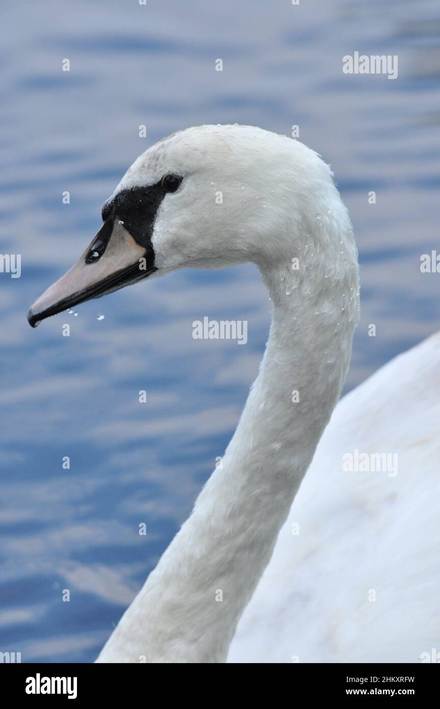 Snow Swans Swimming Lake Alone White Swan Swim In The Winter Lake