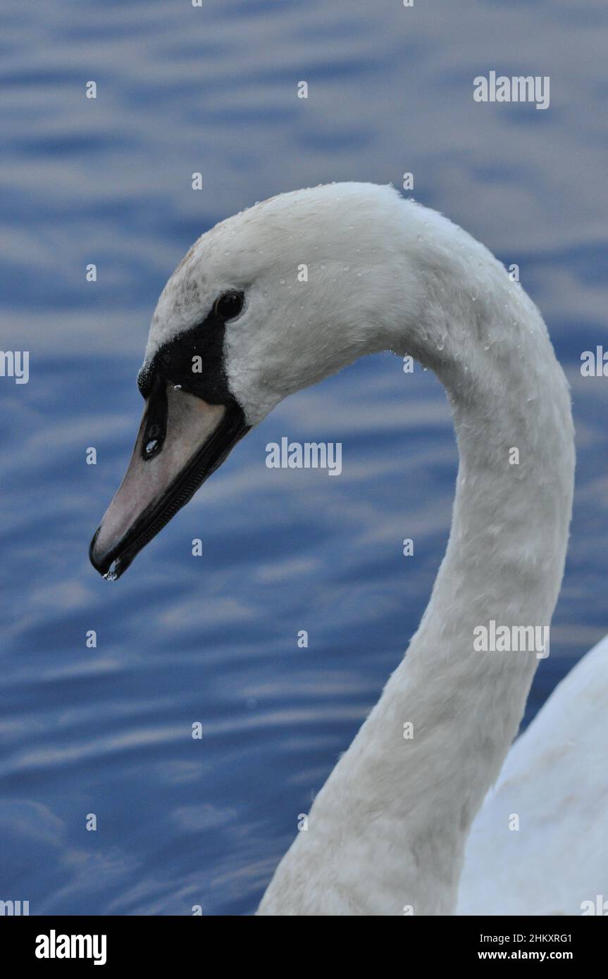 Mute swan swimming on the lake, river. A snow-white bird with a long ...