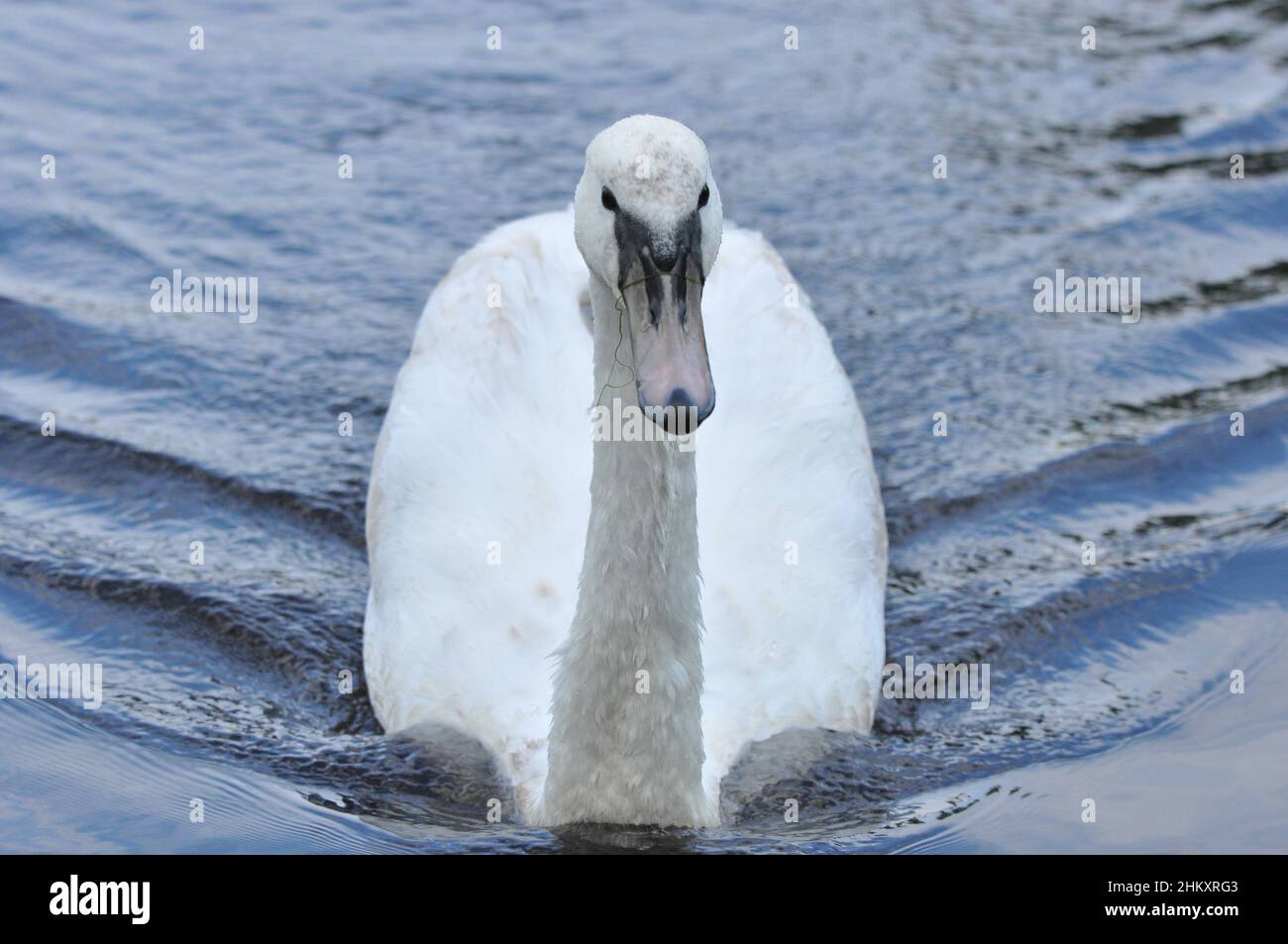 Mute swan swimming on the lake, river. A snow-white bird with a long ...