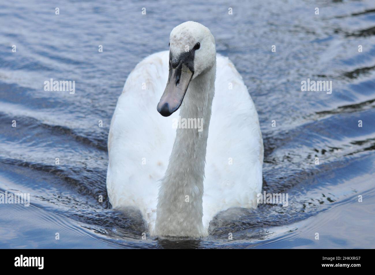 Mute swan swimming on the lake, river. A snow-white bird with a long ...