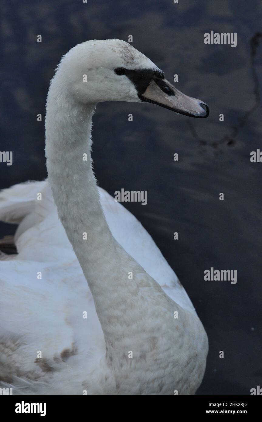 Mute swan swimming on the lake, river. A snow-white bird with a long ...