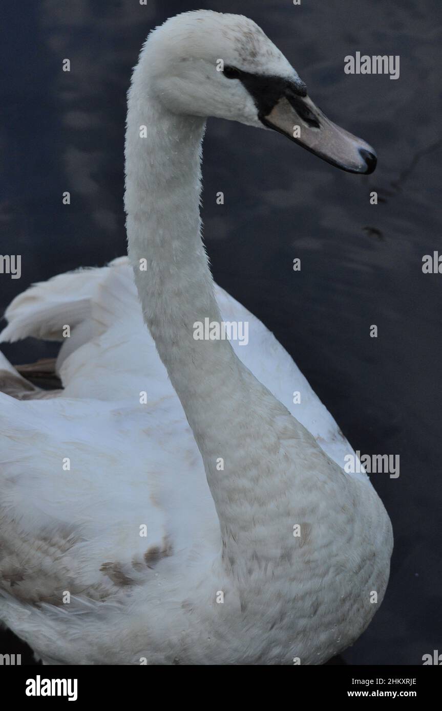 Mute swan swimming on the lake, river. A snow-white bird with a long ...