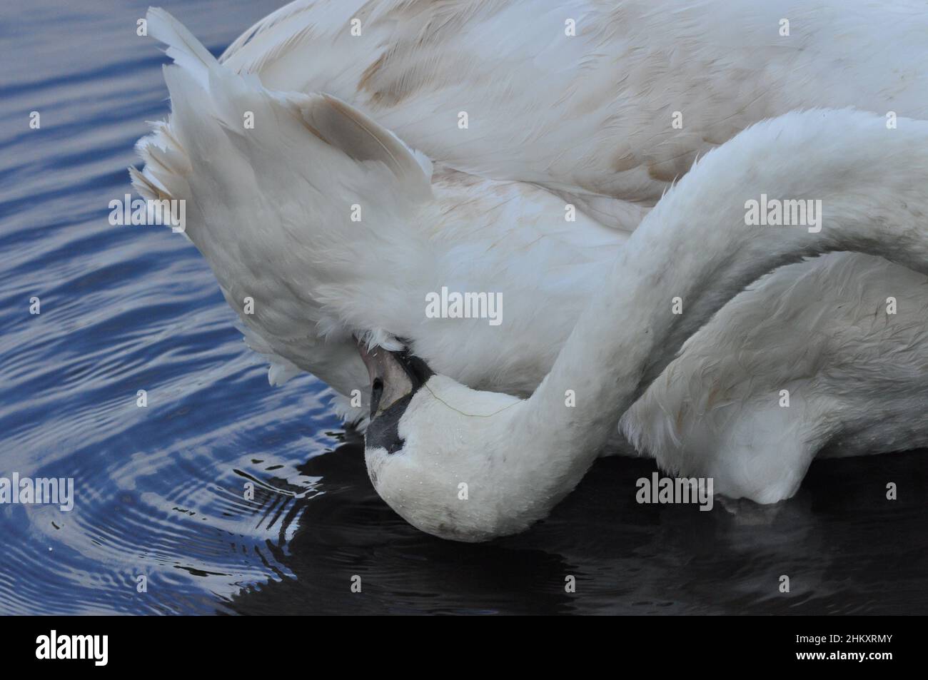 Mute swan swimming on the lake, river. A snow-white bird with a long ...
