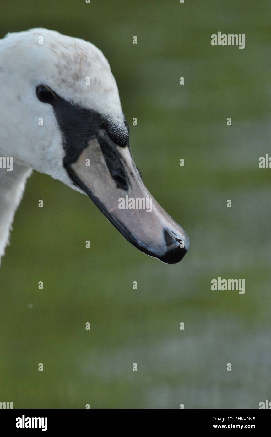 Mute swan swimming on the lake, river. A snow-white bird with a long ...
