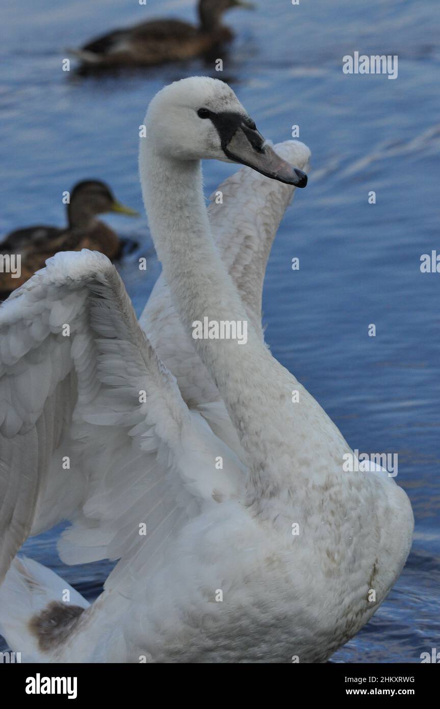 Mute swan swimming on the lake, river. A snow-white bird with a long ...