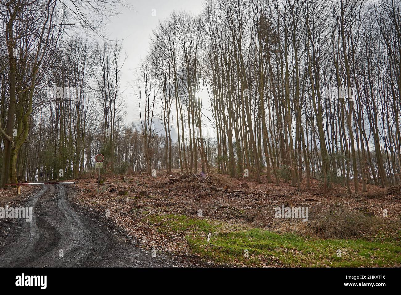 Track is blocked by a fallen tree hi-res stock photography and images ...