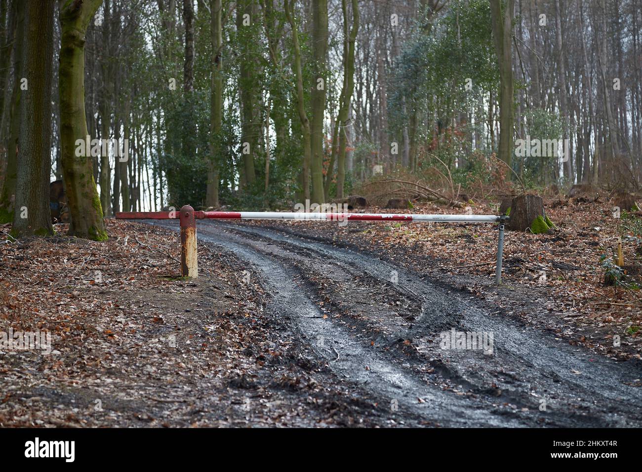 muddy path in a forest blocked by a barrier Stock Photo - Alamy