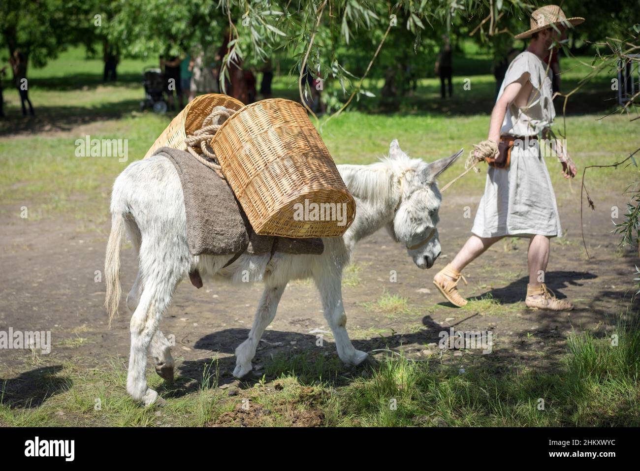 Mule donkey carriage hi-res stock photography and images - Alamy