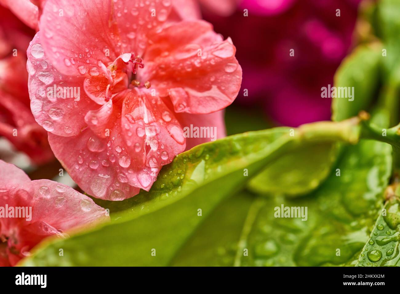 Pretty geranium leaves in the rain Stock Photo - Alamy