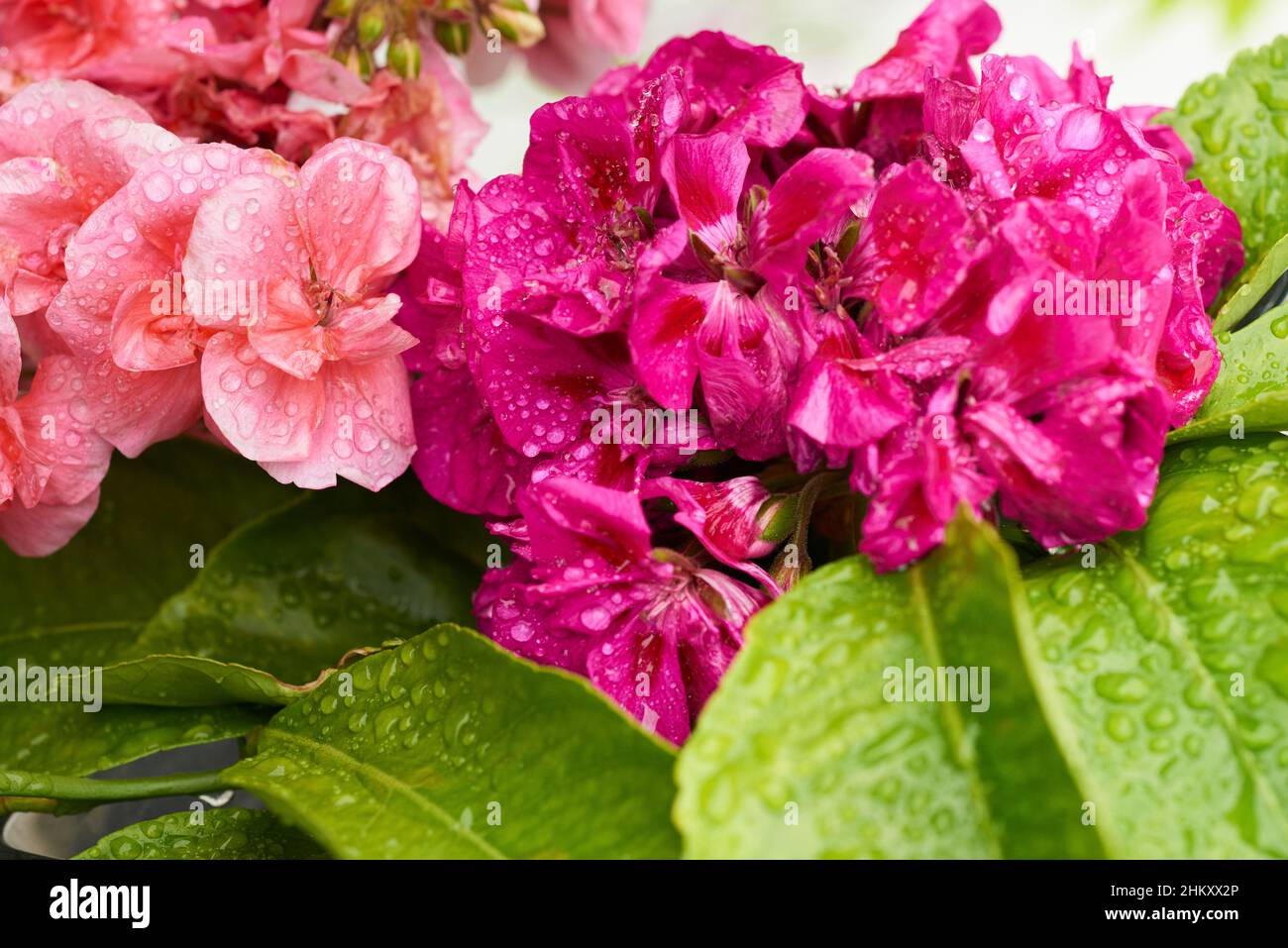 Pretty geranium leaves in the rain Stock Photo - Alamy