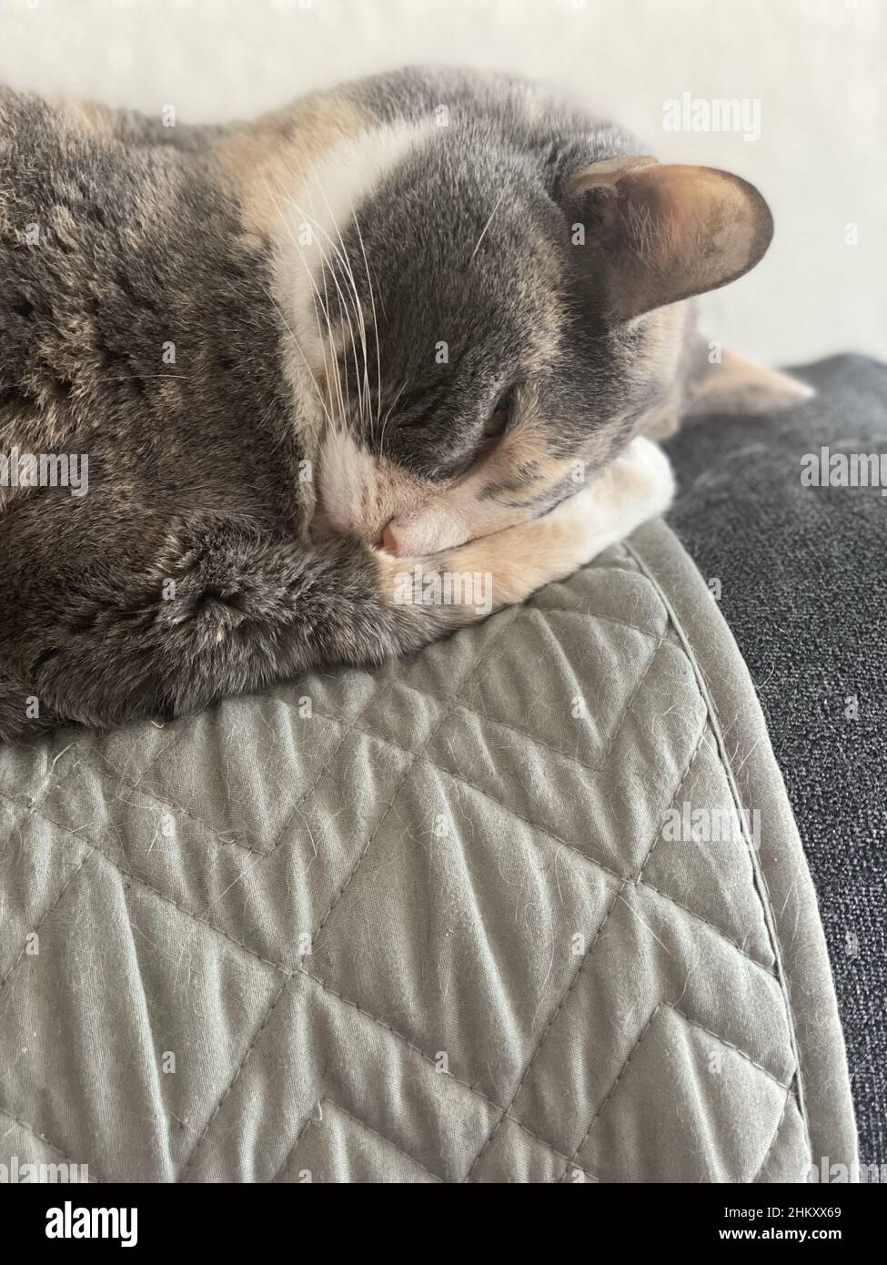Cute sleeping Calico cat Stock Photo - Alamy